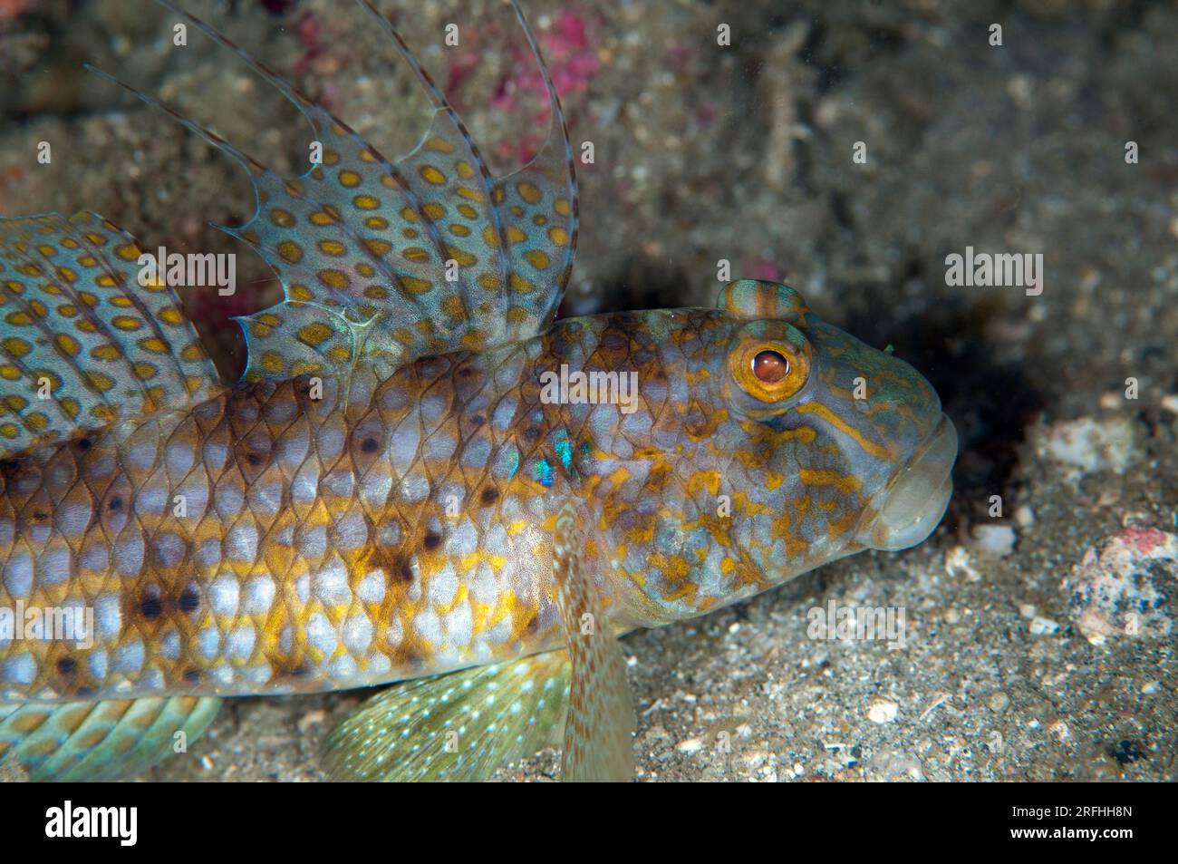 Filamented Goby, Exyrias sp, with extended fins on sand, Pintu Colada ...
