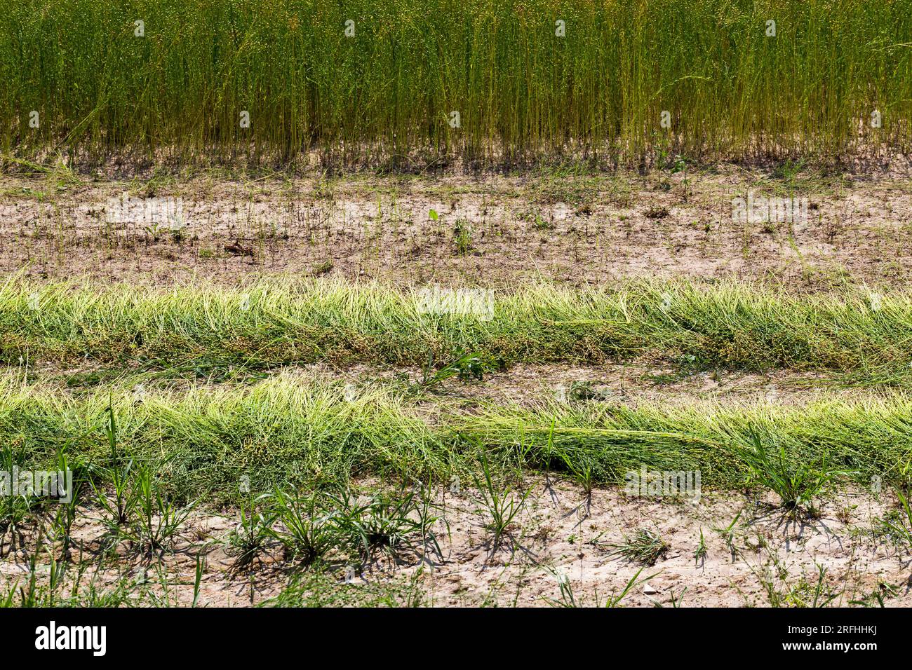 an agricultural field where flax is grown, green flax plants ready for ...