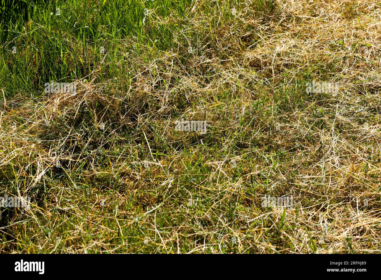 grass growing in the field , plants grow in the field in a free form ...