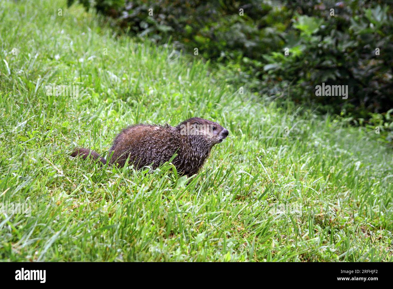 A wary lone groundhog in a sea of grass stays still and watches for ...