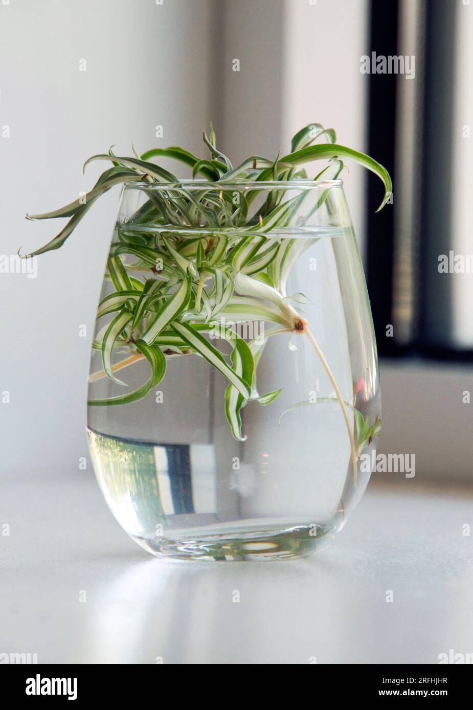 Close-up of a spider plant cutting being started in a glass of water ...