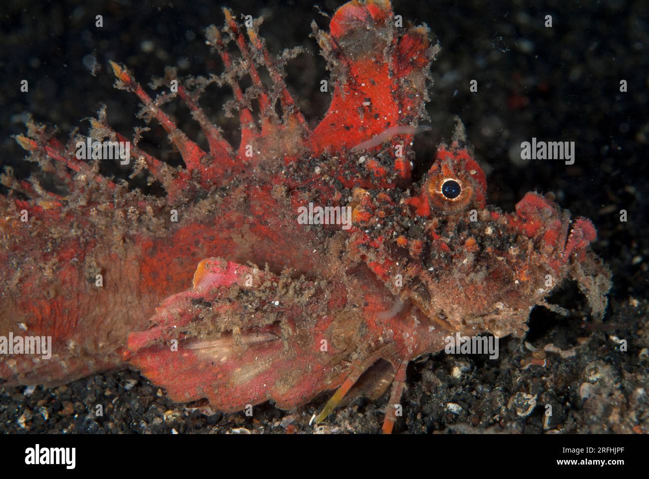 Demon stinger or spiny devilfish hi-res stock photography and images ...