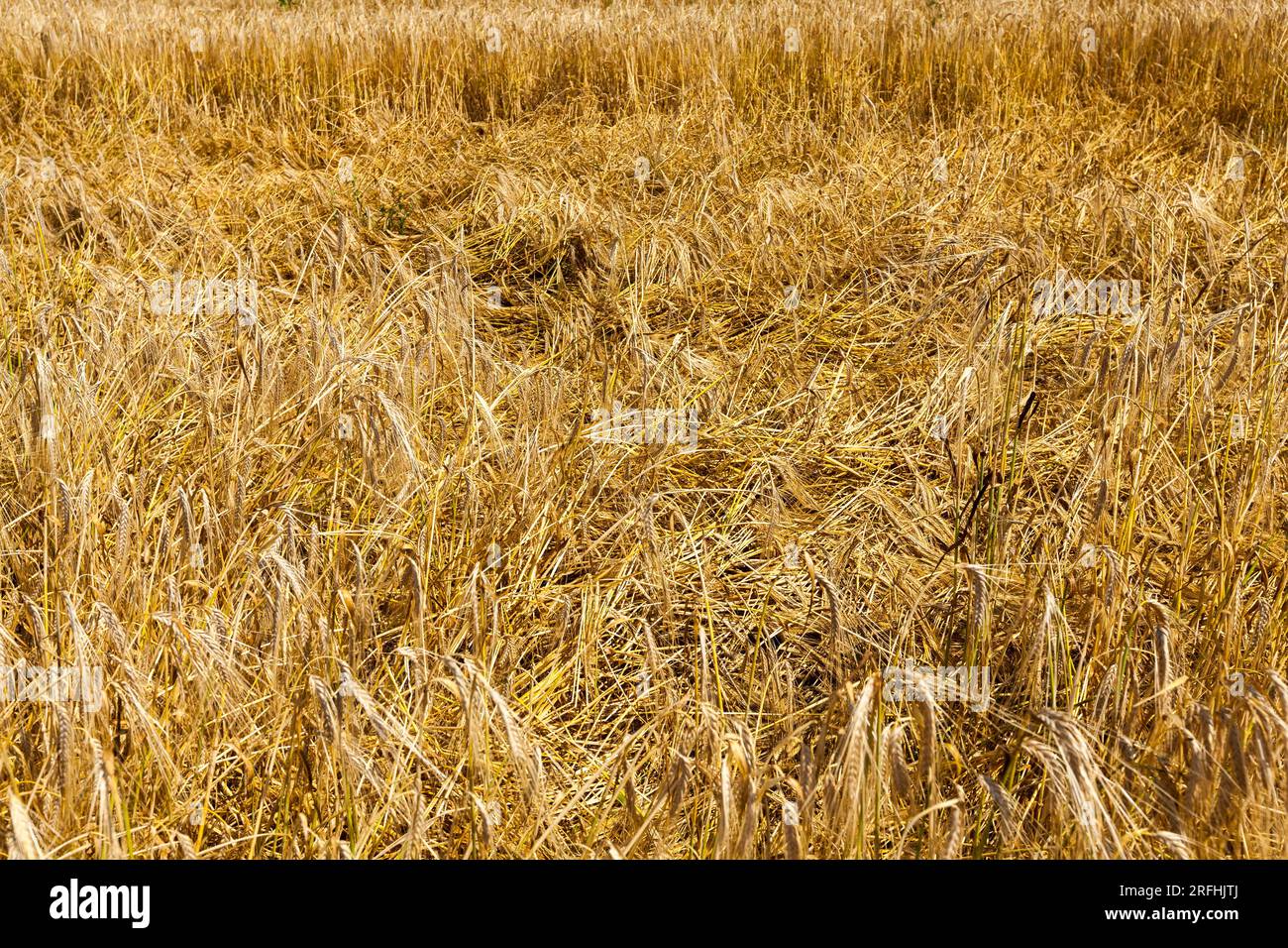 Poor growing conditions hi-res stock photography and images - Alamy