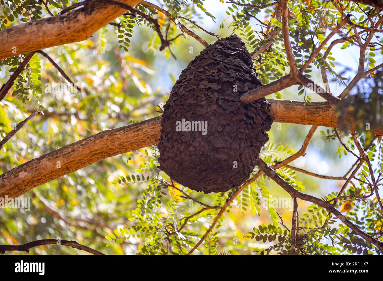hive of wild bees from the Brazilian cerrado biome Stock Photo - Alamy