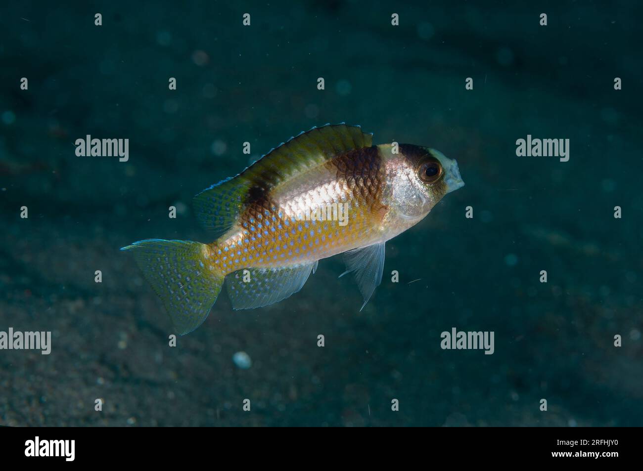 Yawning Black-banded Damselfish, Amblypomacentrus breviceps, Joleha ...