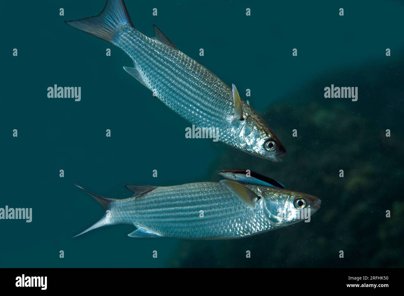 Bluespot Mullet, Moolgarda seheli, with Bluestreak Cleaner Wrasse ...