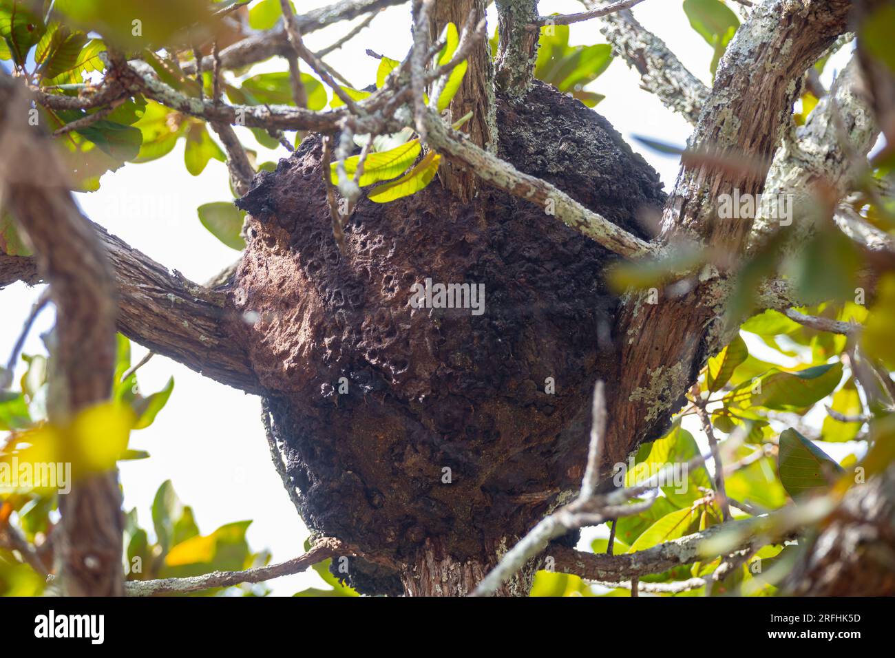 hive of wild bees from the Brazilian cerrado biome Stock Photo - Alamy