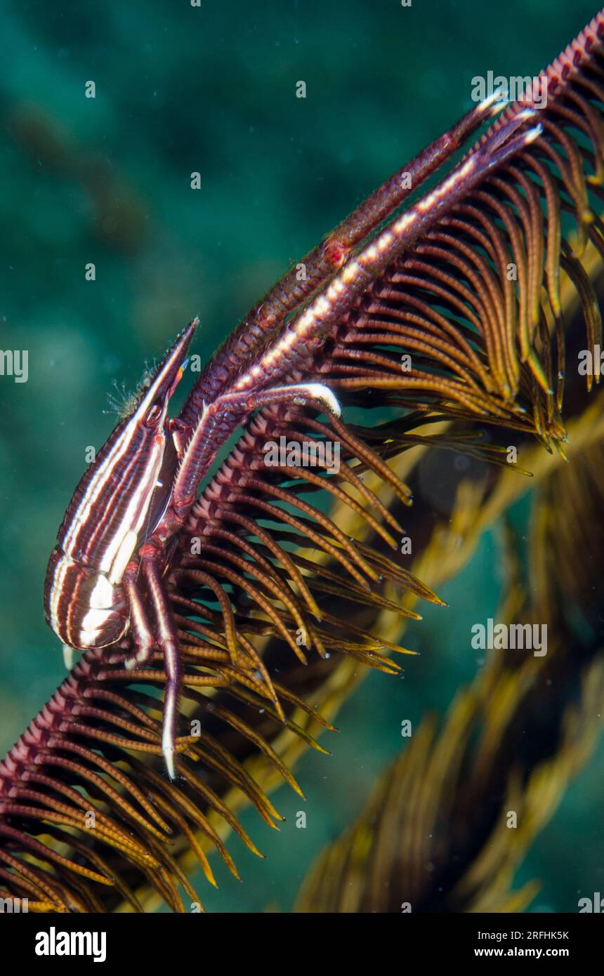 Elegant Squat Lobster, Allogalathea elegans, on Crinoid, Comatulida ...