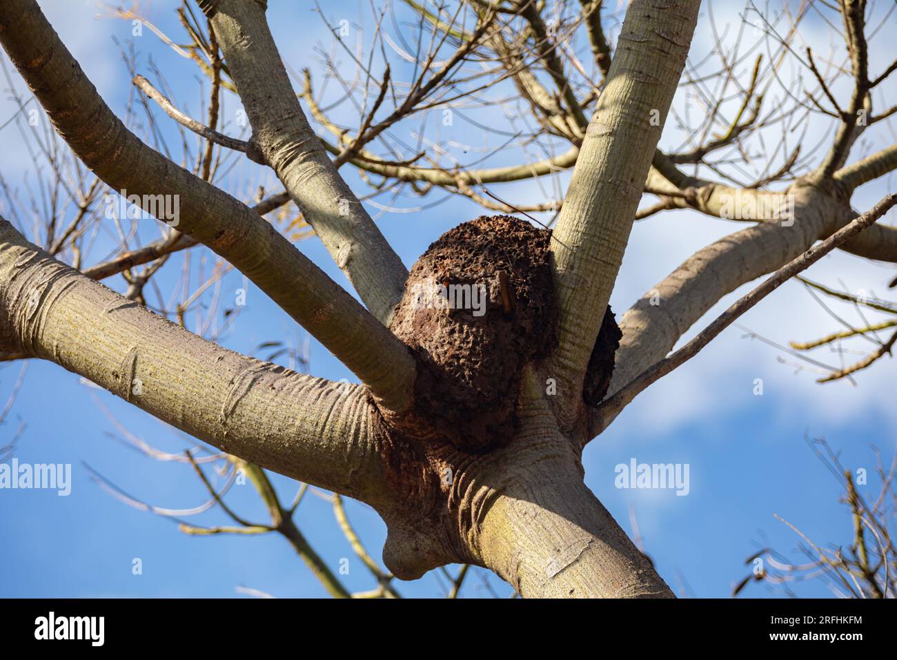 hive of wild bees from the Brazilian cerrado biome Stock Photo - Alamy
