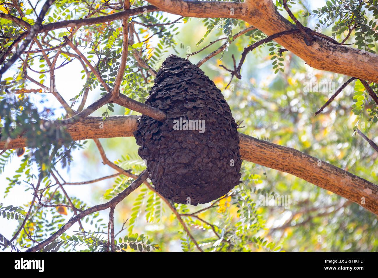 hive of wild bees from the Brazilian cerrado biome Stock Photo - Alamy