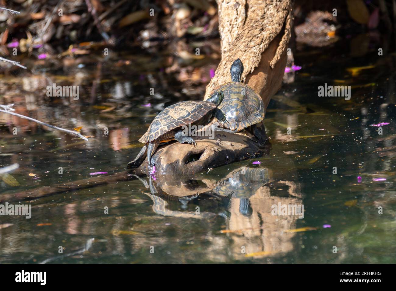Wild freshwater turtles sunbathing by the riverside. Tracajá Stock ...