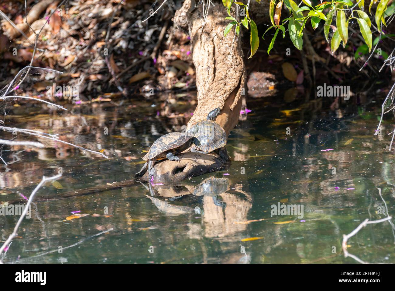 Wild freshwater turtles sunbathing by the riverside. Tracajá Stock ...