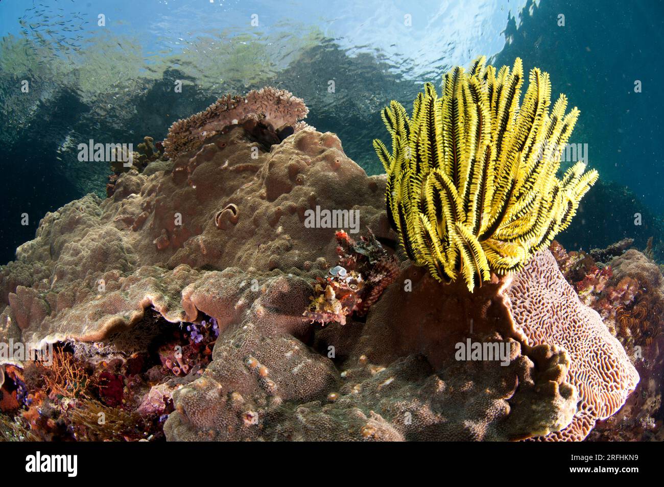 Crinoid, Comatulida Order, with island hills in background, Crucifixion ...