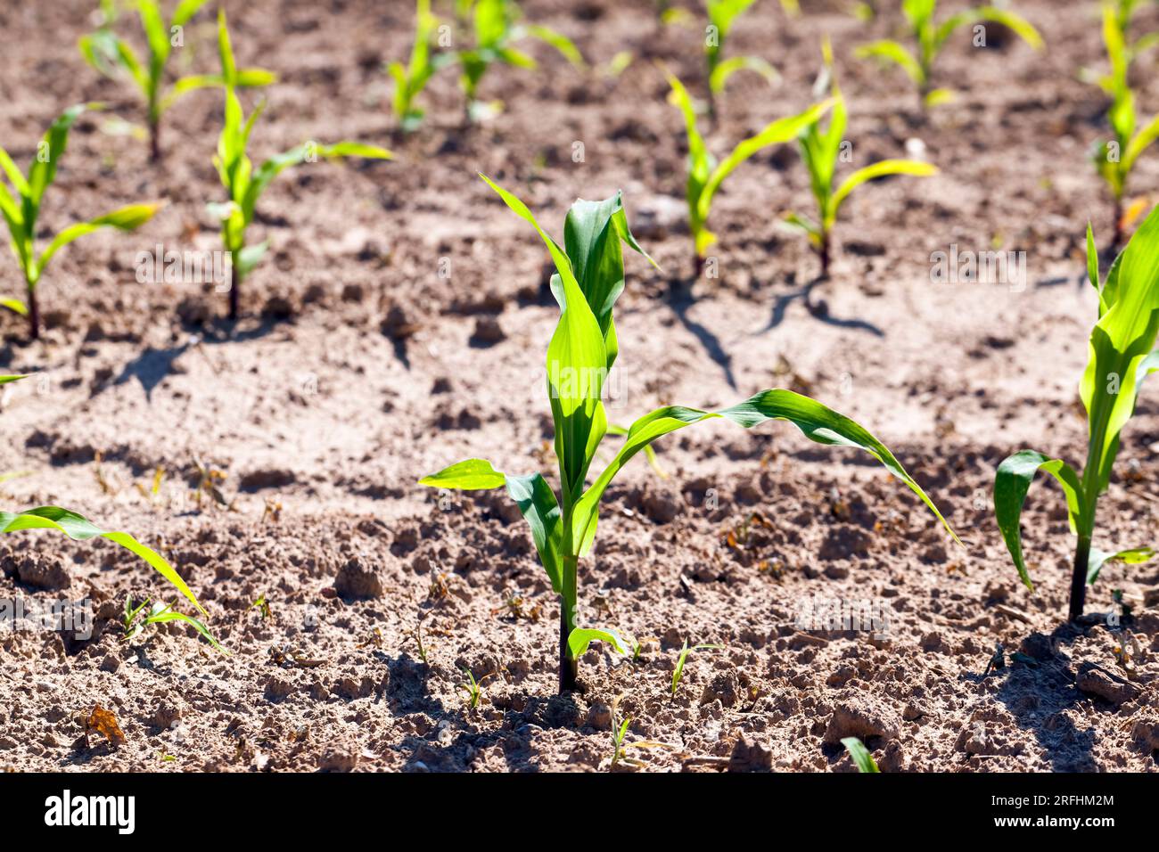 green young corn on an agricultural field in the spring season ...