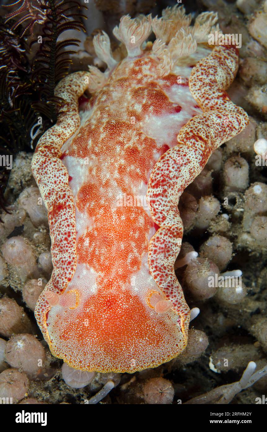 Spanish Dancer Nudibranch, Hexabranchus sanguineus, Mucky Mosque dive ...