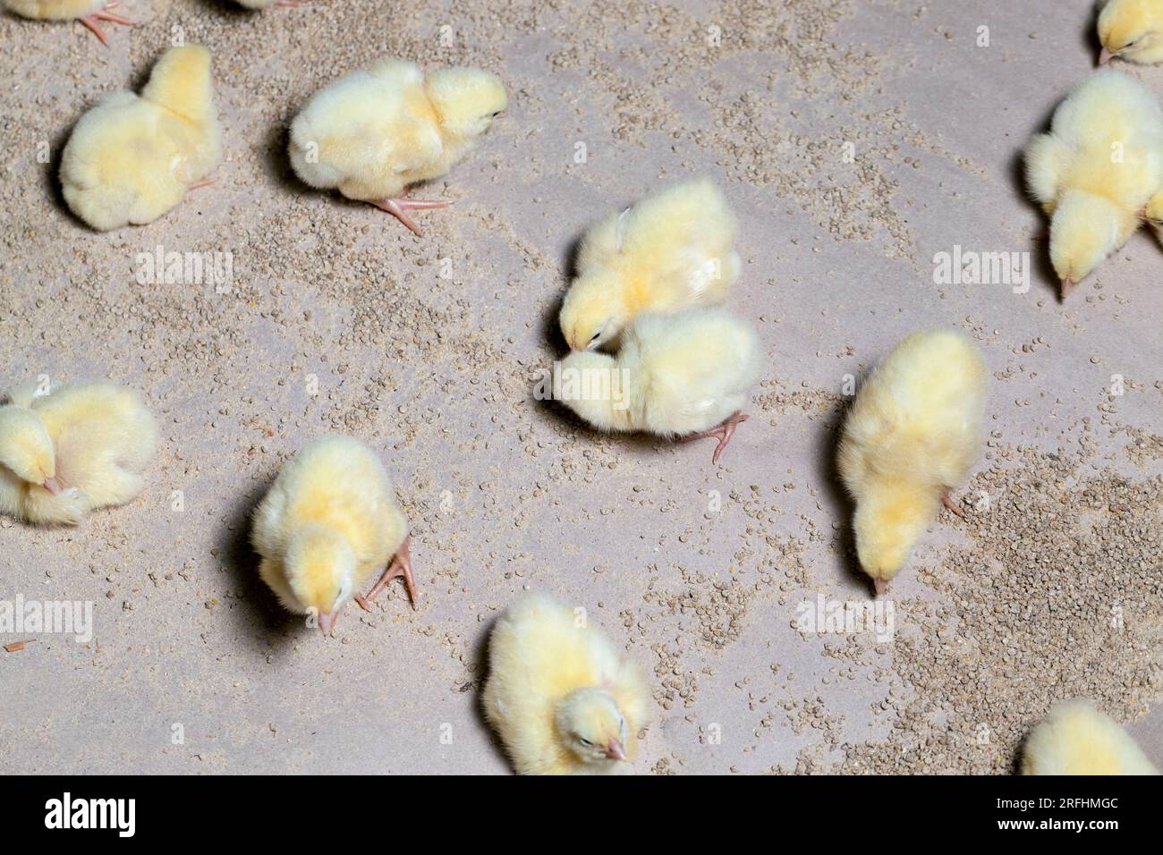 young small chickens in a chicken meat factory, chickens have just ...