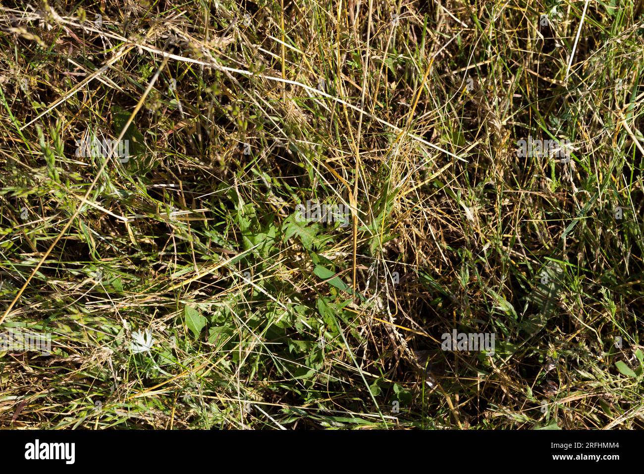 grass growing in the field , plants grow in the field in a free form ...