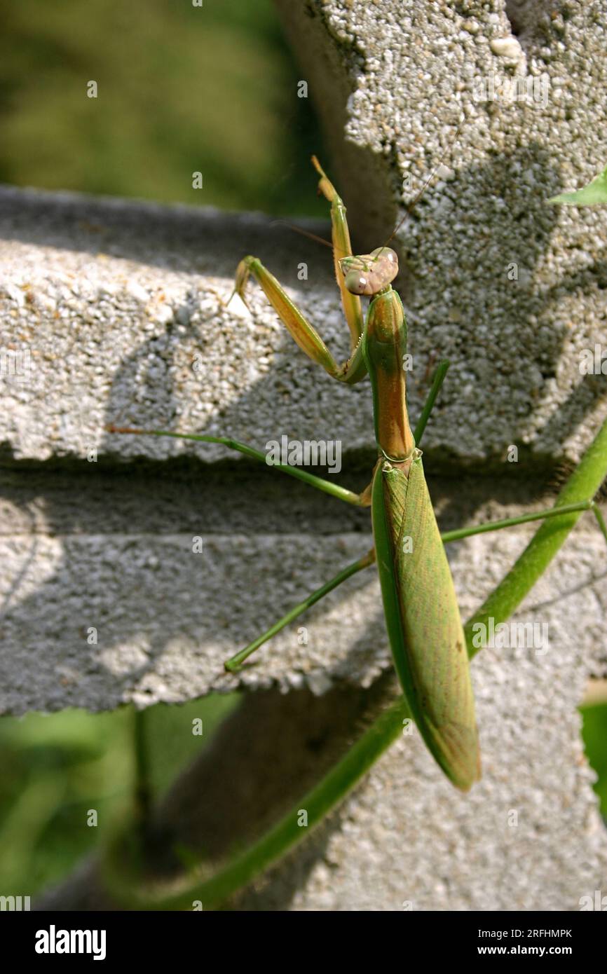 Elongated mantis hi-res stock photography and images - Alamy