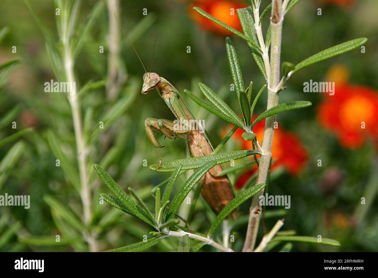 A motionless Praying Mantis camouflaged among rosemary plant leaves waits motionlessly for prey ...