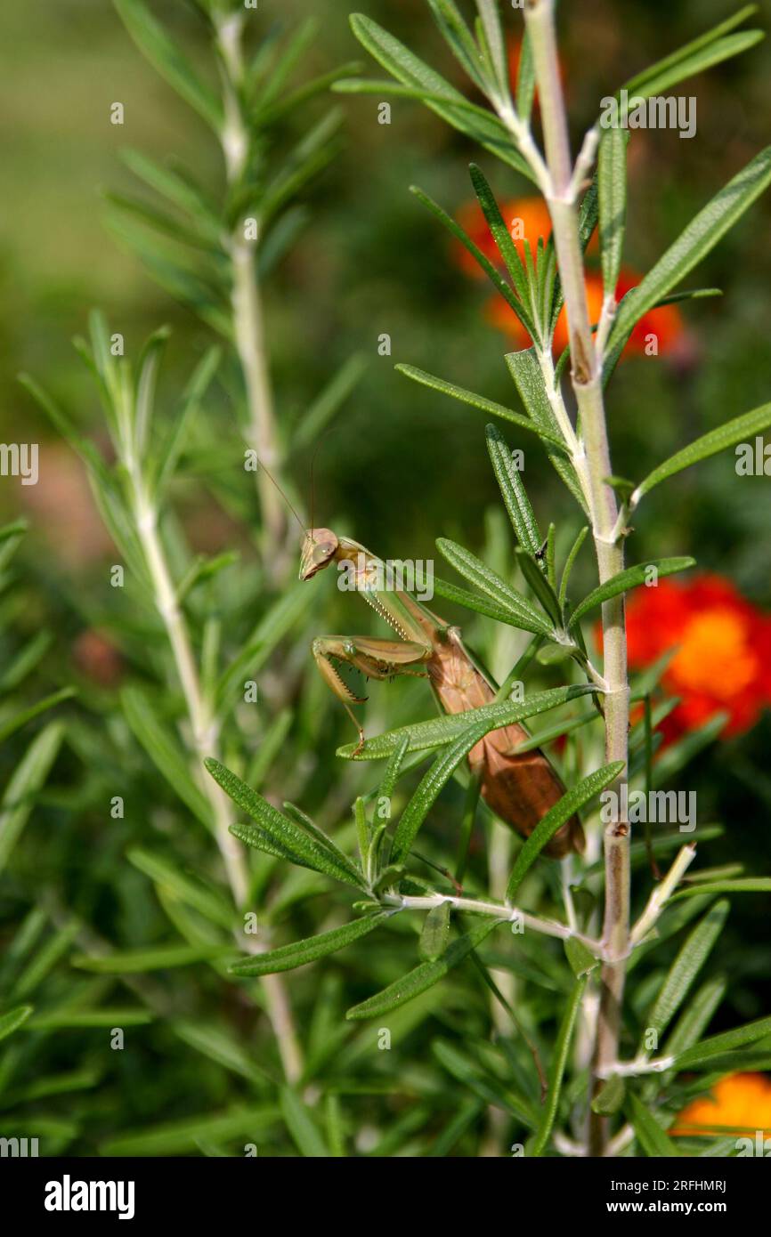 A motionless Praying Mantis camouflaged among rosemary plant leaves waits motionlessly for prey ...