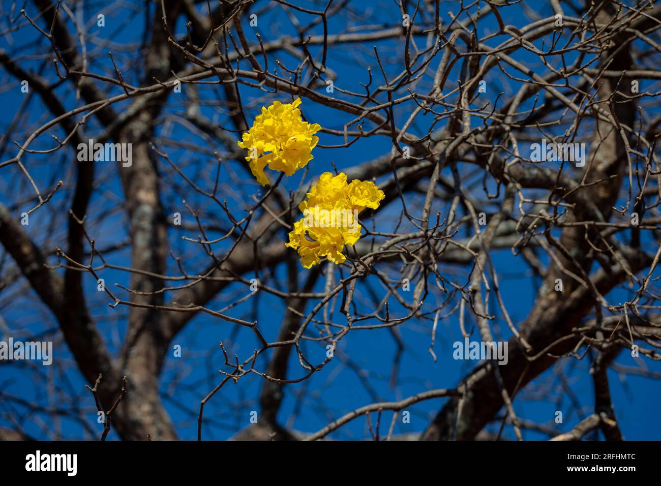 Wonderful yellow ipê tree against blue sky: the Golden Trumpet Tree ...