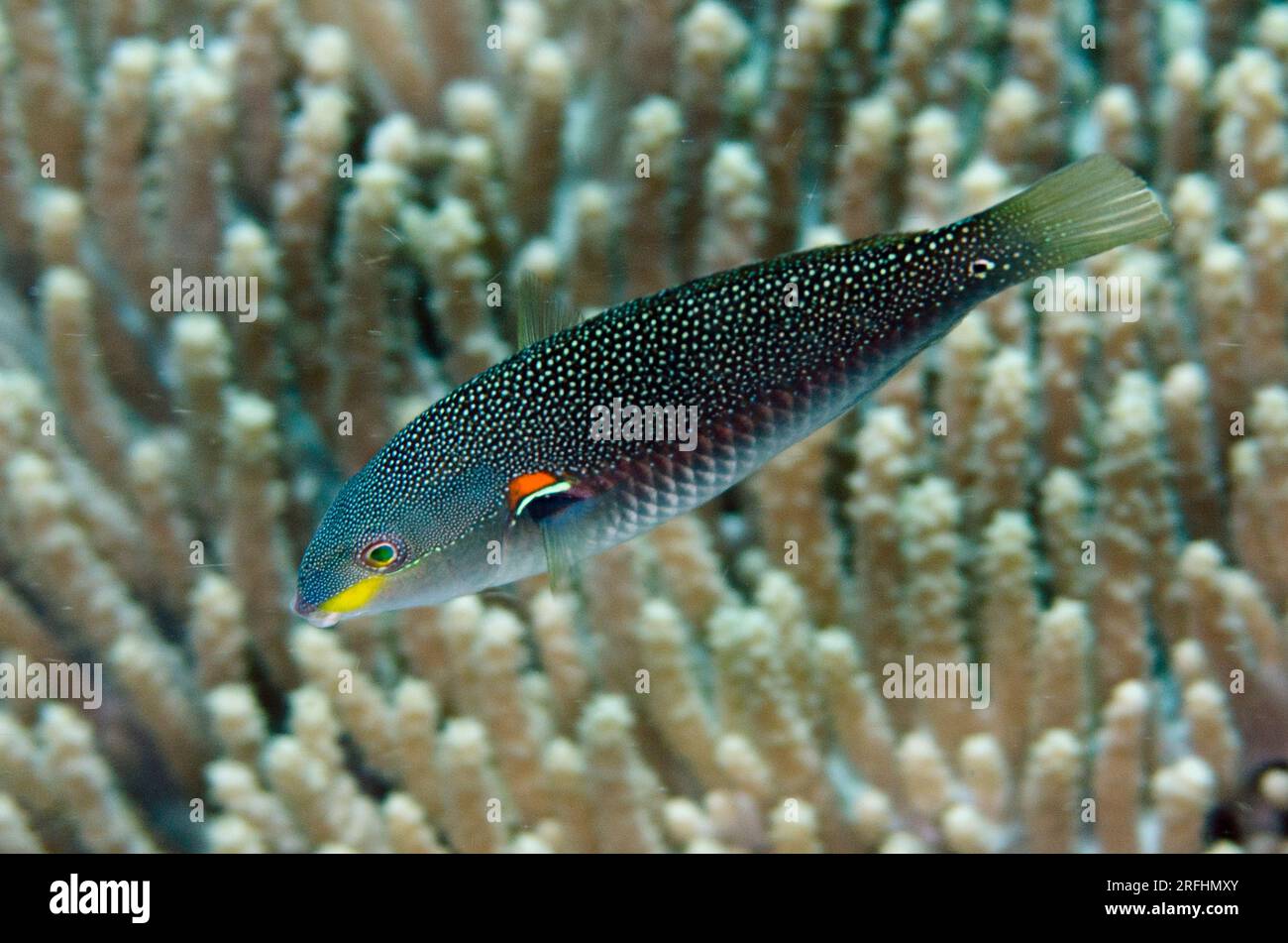 Red-shouldered Wrasse, Stethojulis bandanensis, Batu Pantar dive site ...