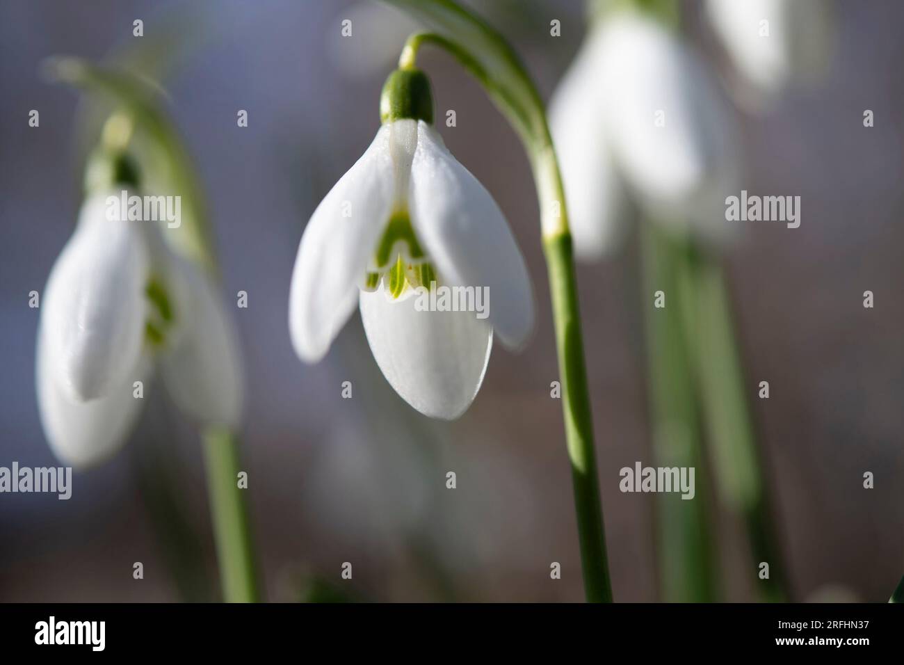 Snow flower hi-res stock photography and images - Alamy