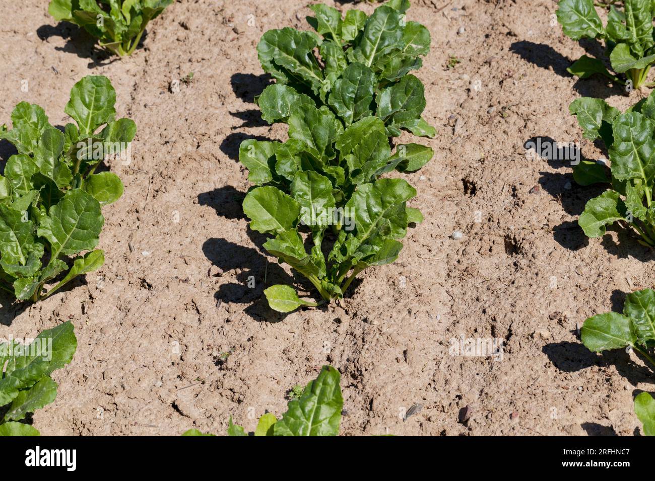 cultivation of sugar beet for the production and production of sugar, a ...