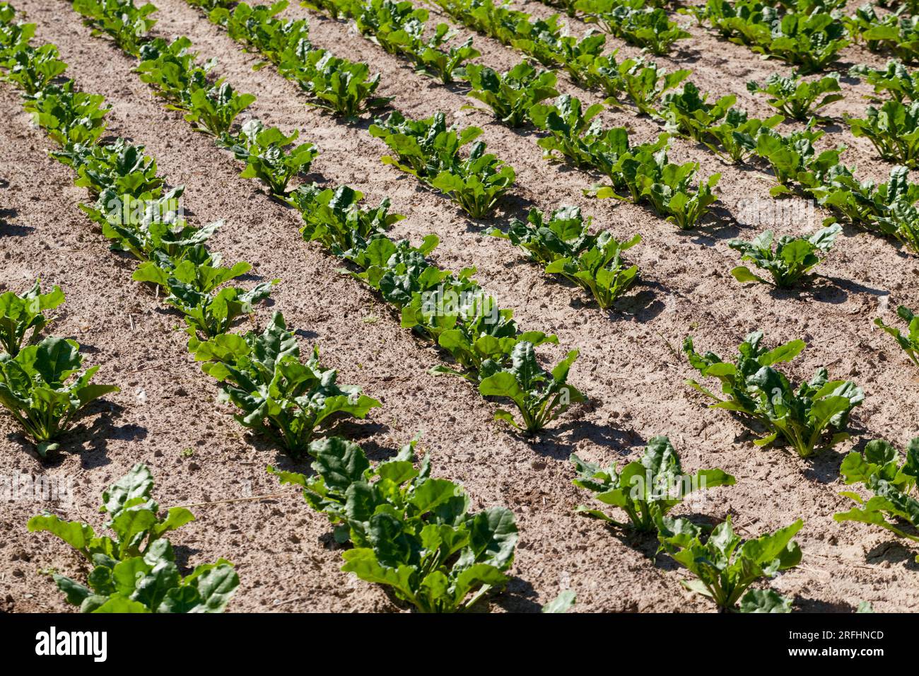 cultivation of sugar beet for the production and production of sugar, a ...