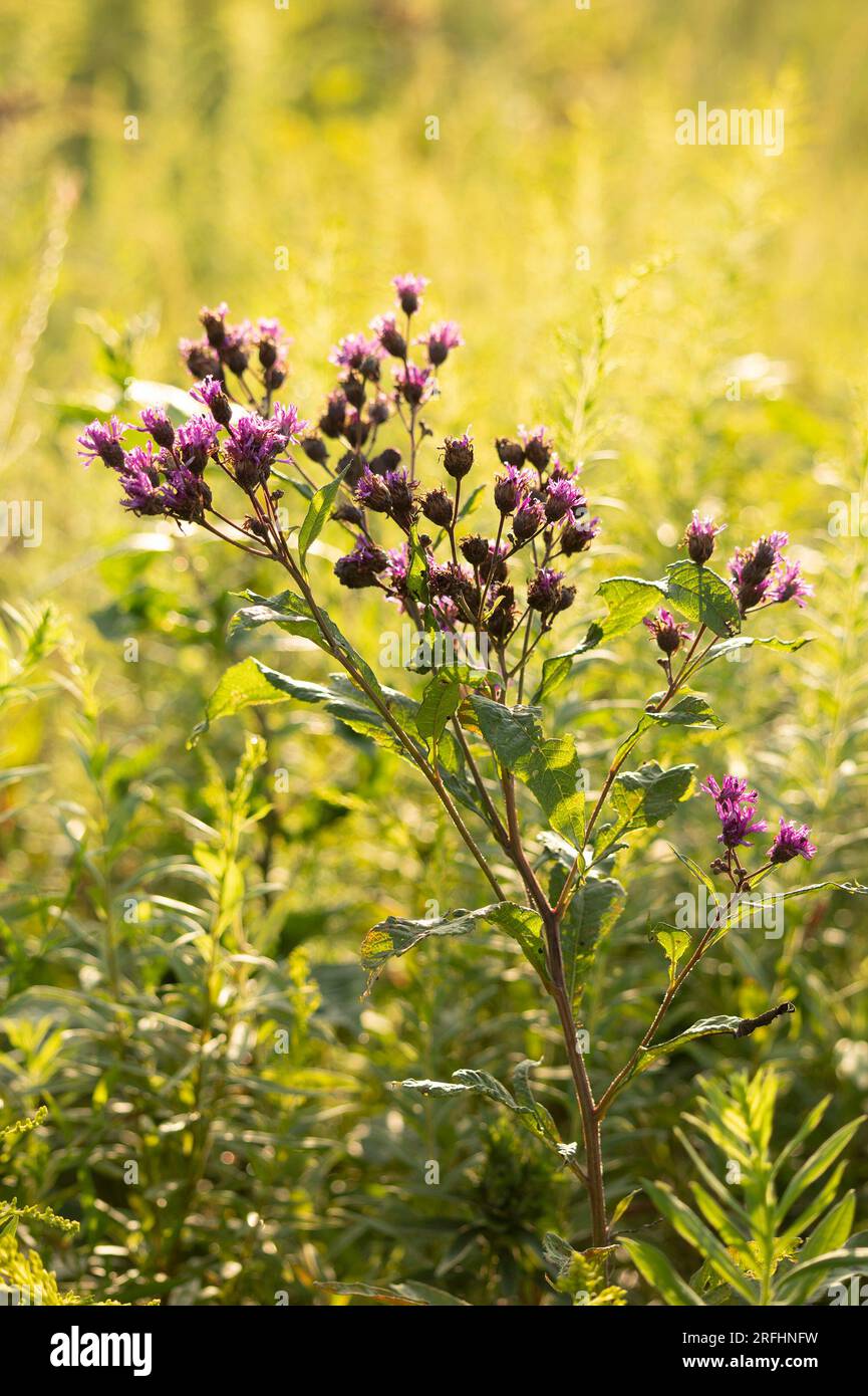 Iron weed flowers Stock Photo - Alamy