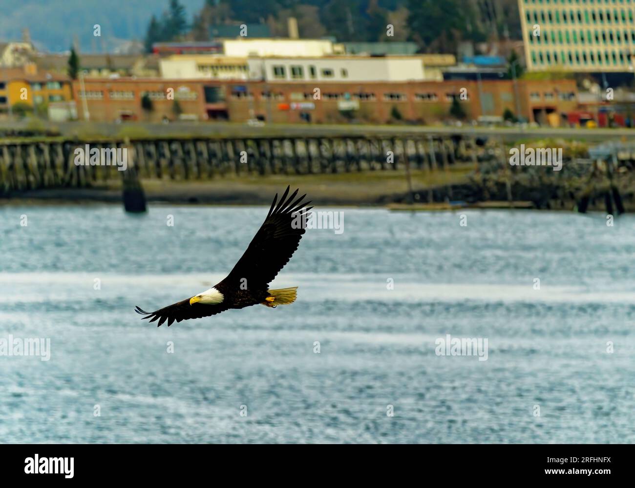 A bald eagle looking for food over the waters near Juneau, Alaska Stock ...