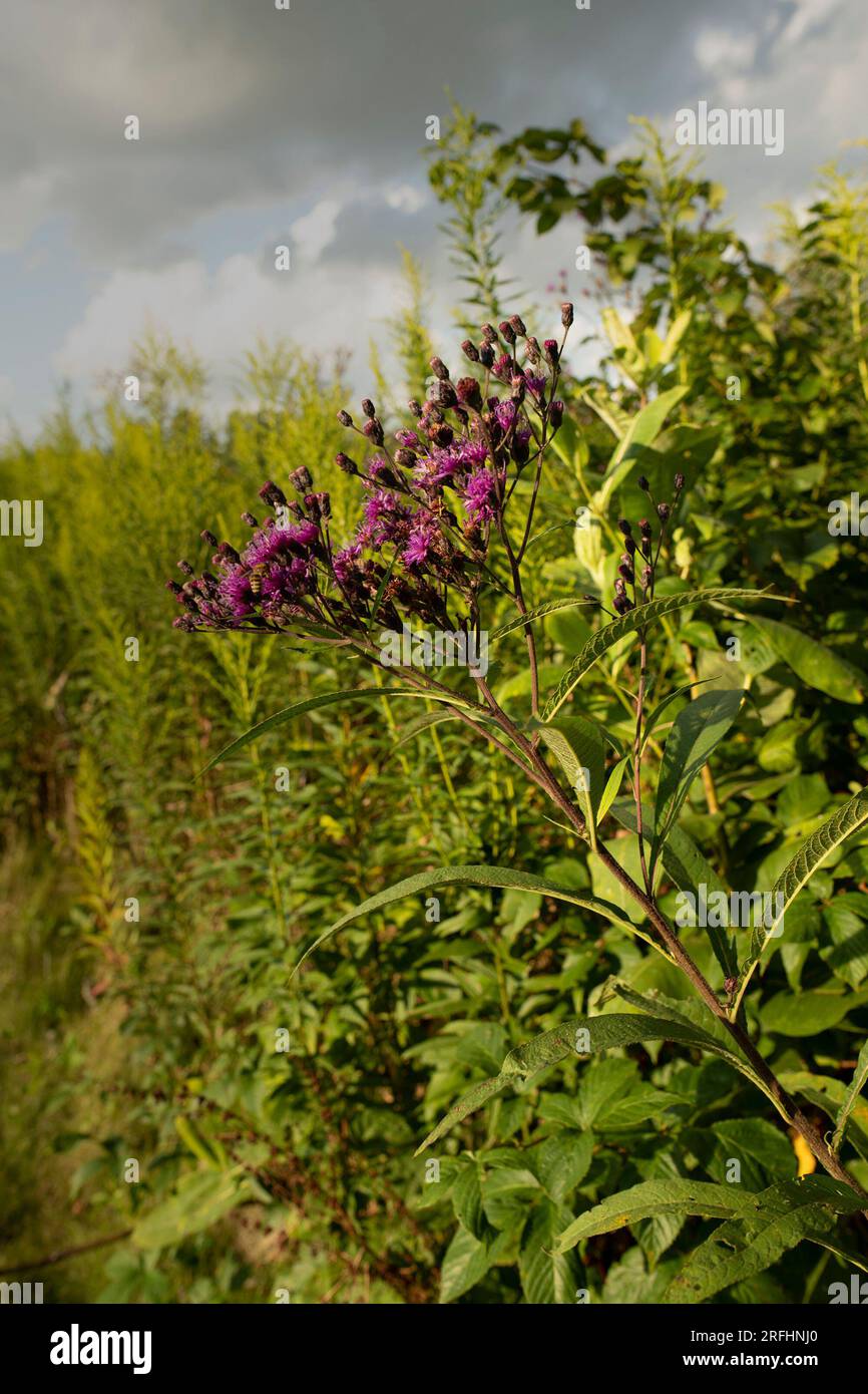 Iron weed flower hi-res stock photography and images - Alamy