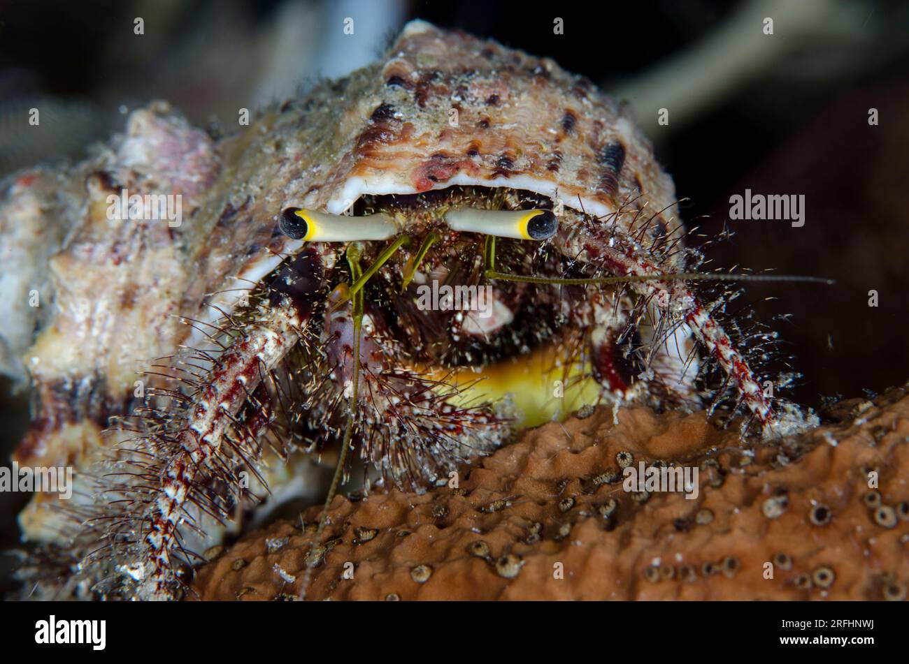 Dark Knee Hermit Crab, Dardanus lagopodes, in shell, night dive ...