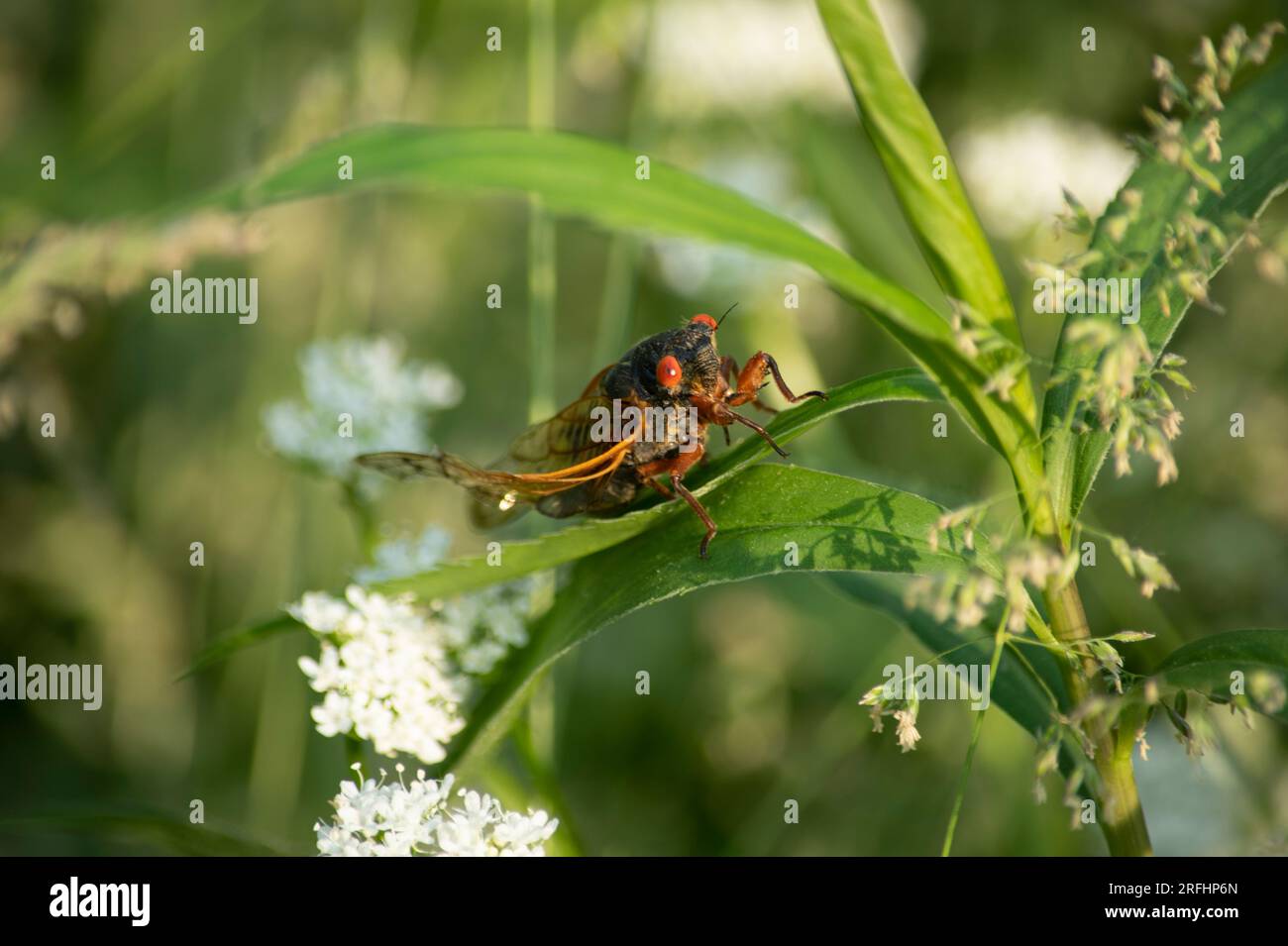Cicadas flying hi-res stock photography and images - Alamy