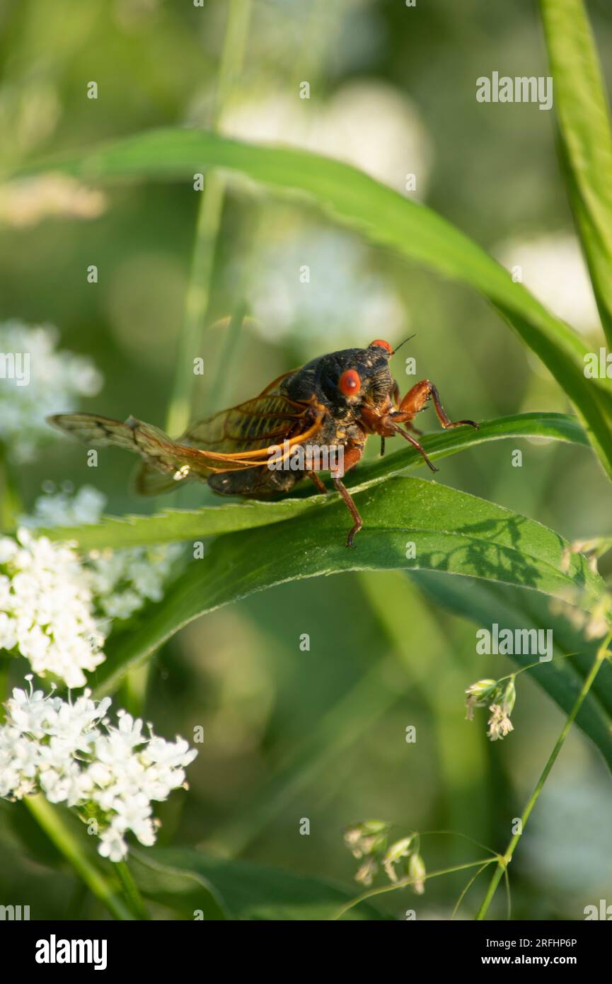 Cicadas flying hi-res stock photography and images - Alamy