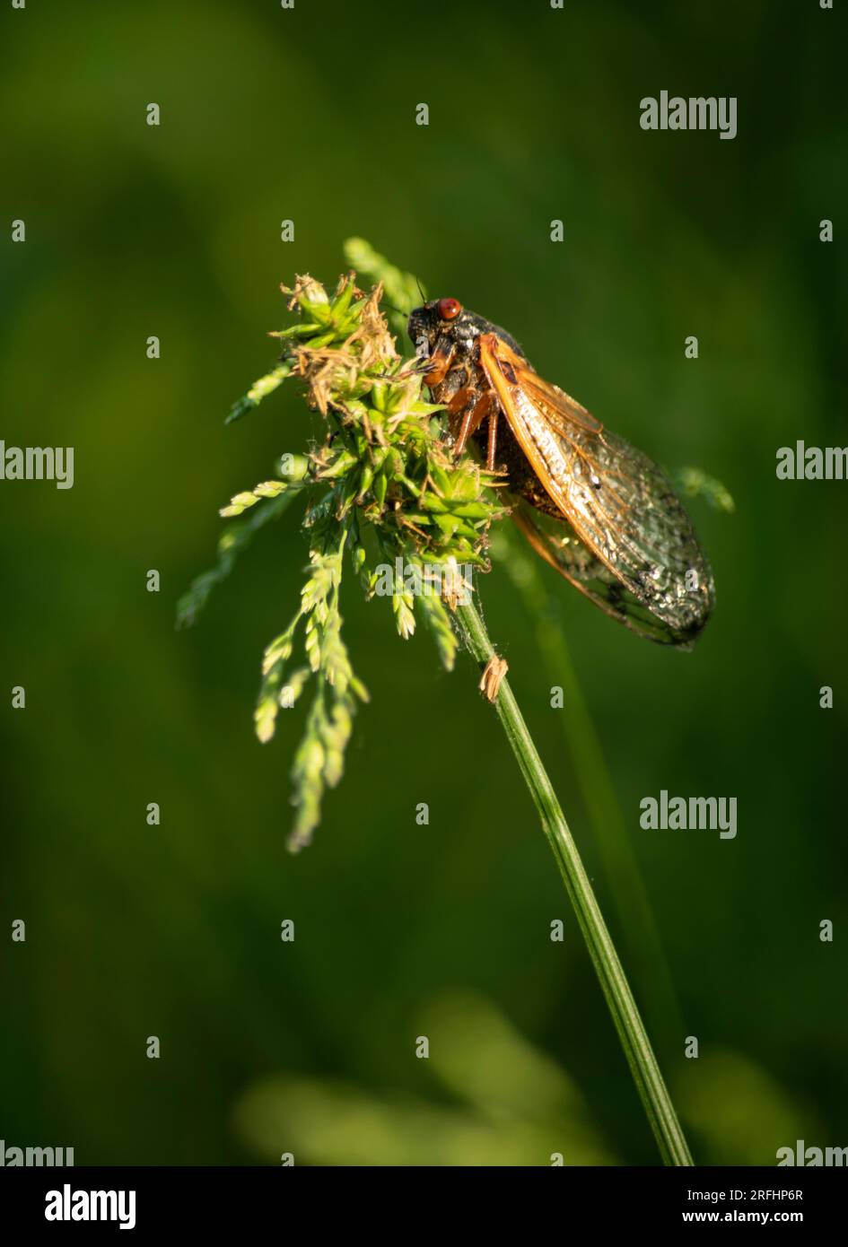 Cicadas flying hi-res stock photography and images - Alamy