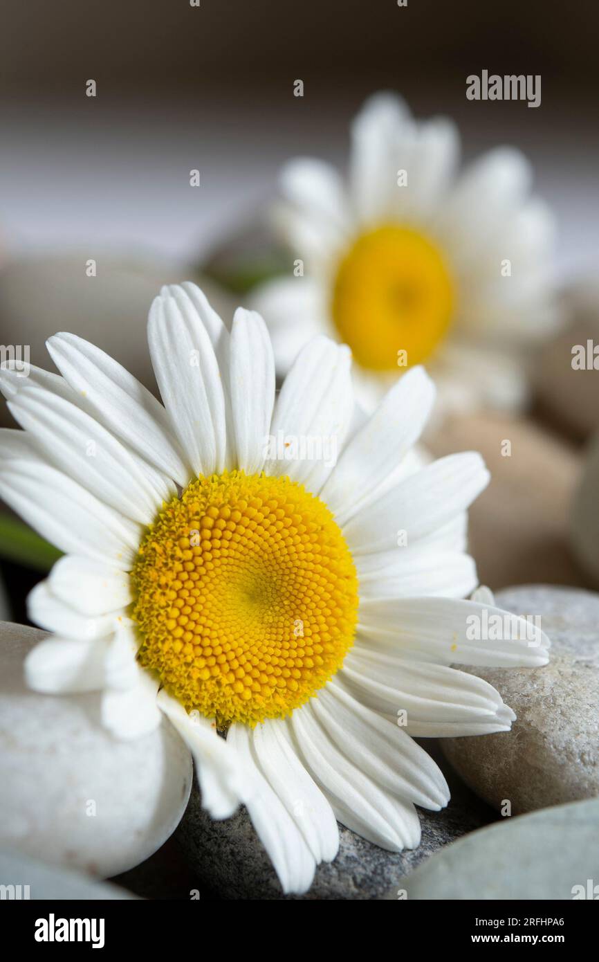 Mindful balance hi-res stock photography and images - Alamy