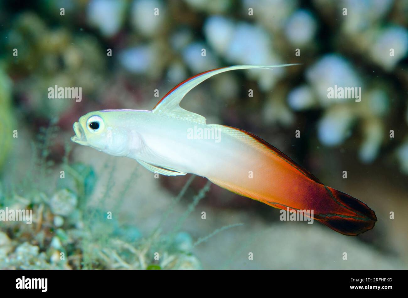 Yawning Fire Dartfish, Nemateleotris magnifica, with extended dorsal ...