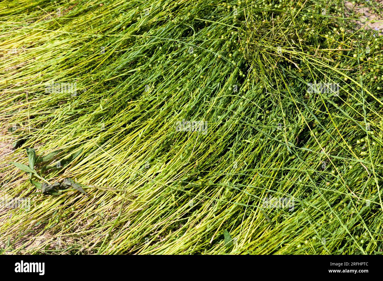 an agricultural field where flax is grown, green flax plants ready for ...