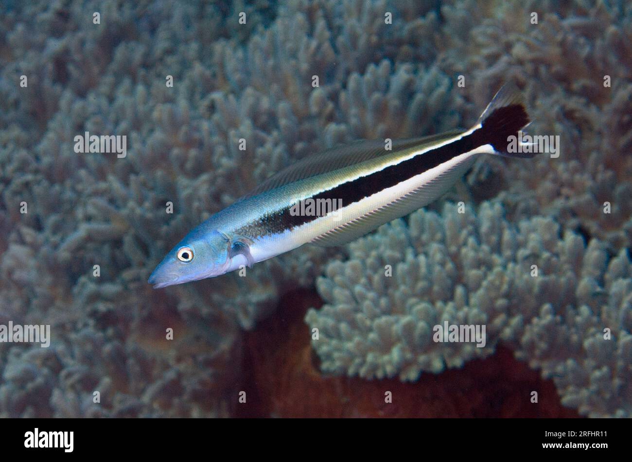 Blue Blanquillo, Malacanthus latovittatus, Tanjung Tutunuuake dive site ...