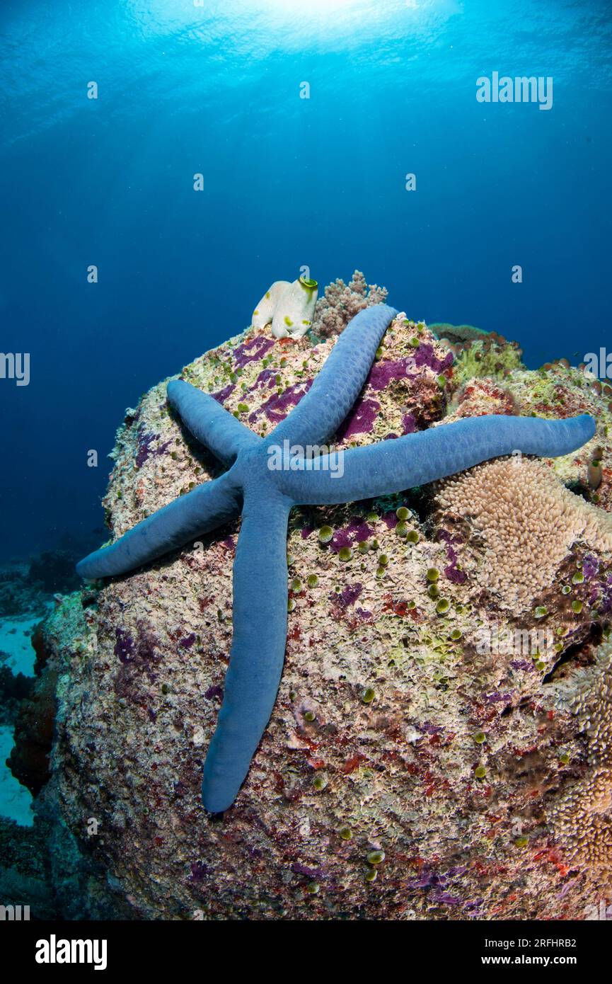Blue Star, Linckia laevigata, with sun in background, Avalanche dive ...