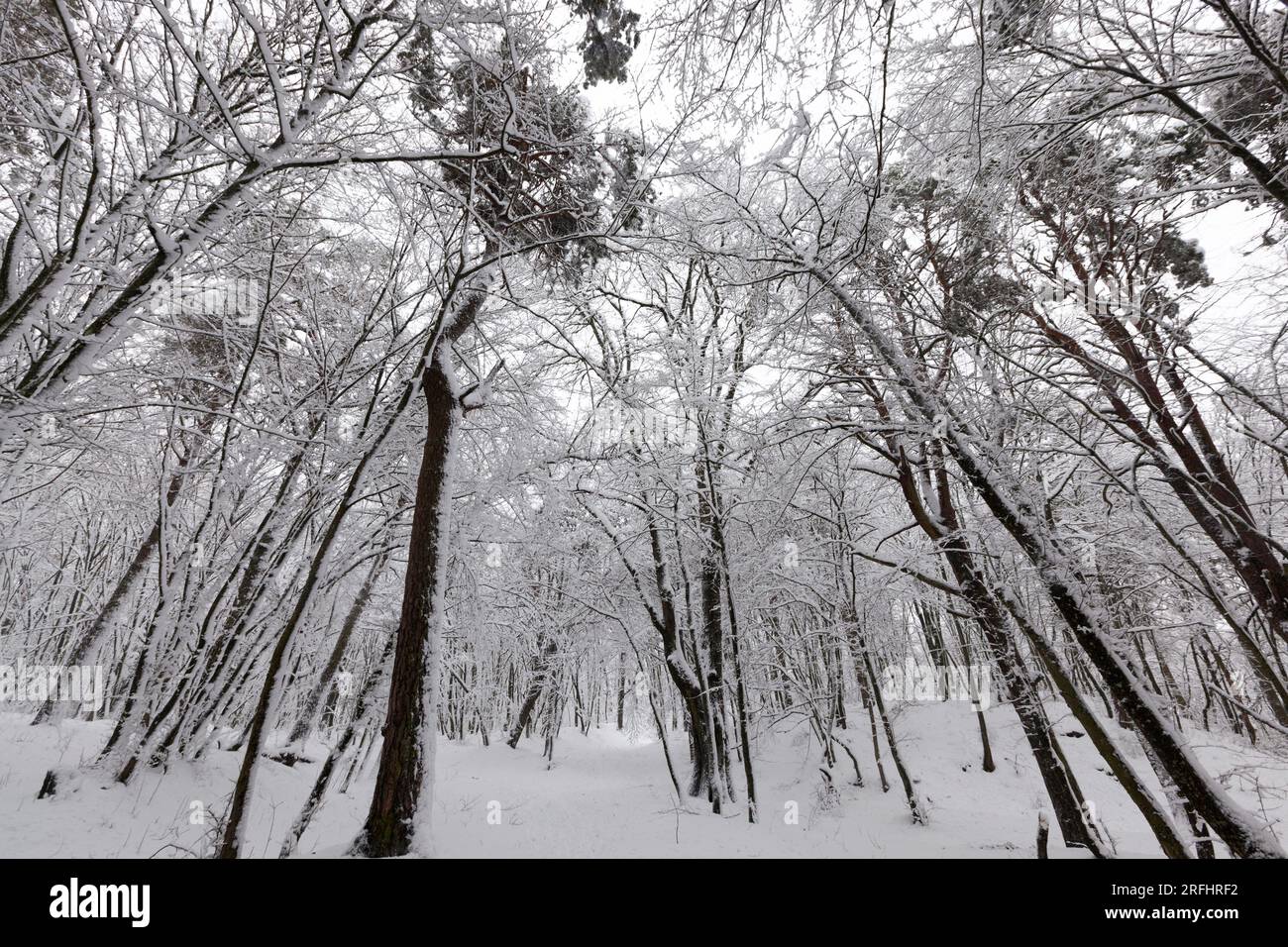 snow covered trees in winter, deciduous trees without foliage covered ...