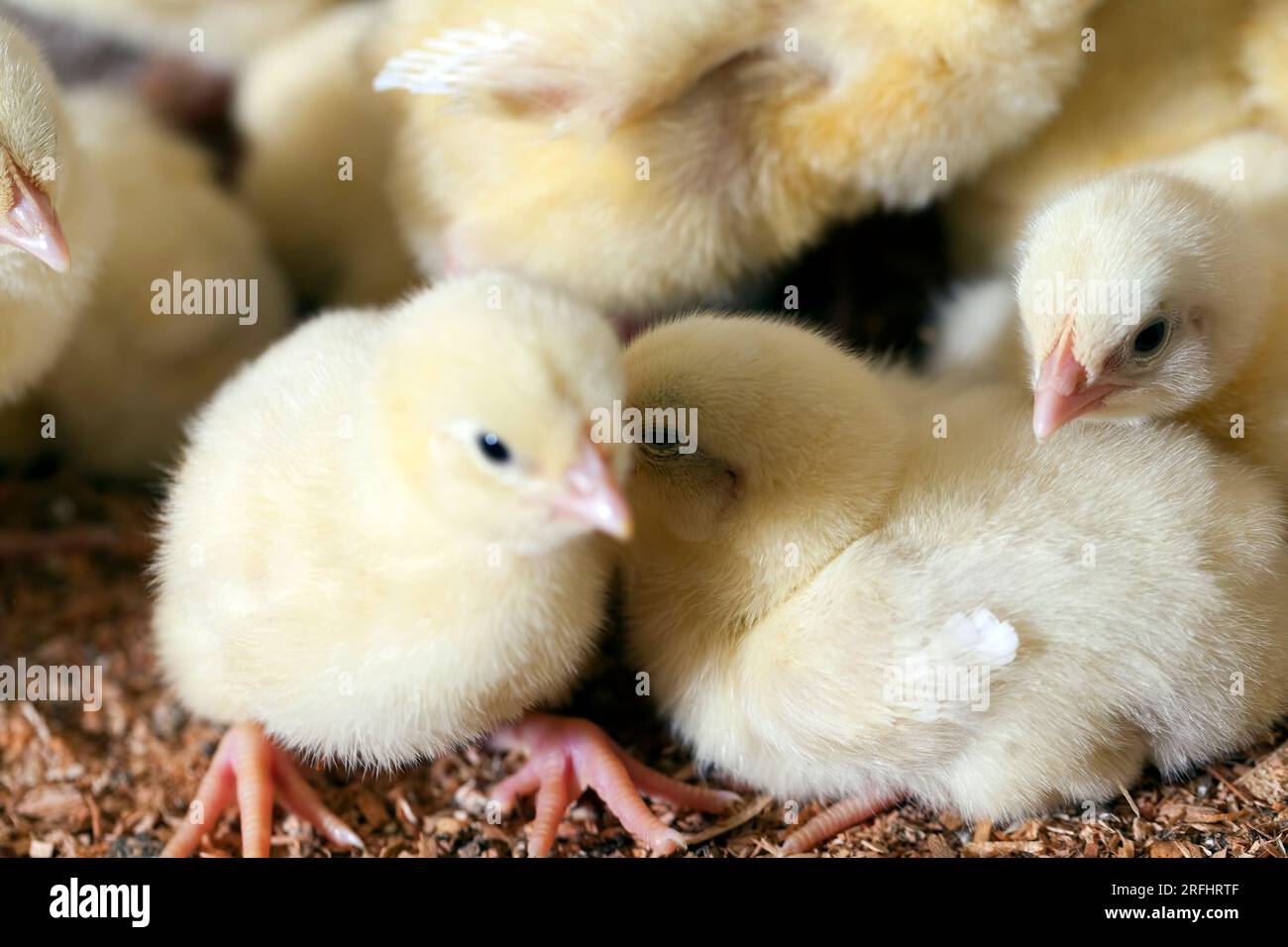 Chicken factory hi-res stock photography and images - Alamy