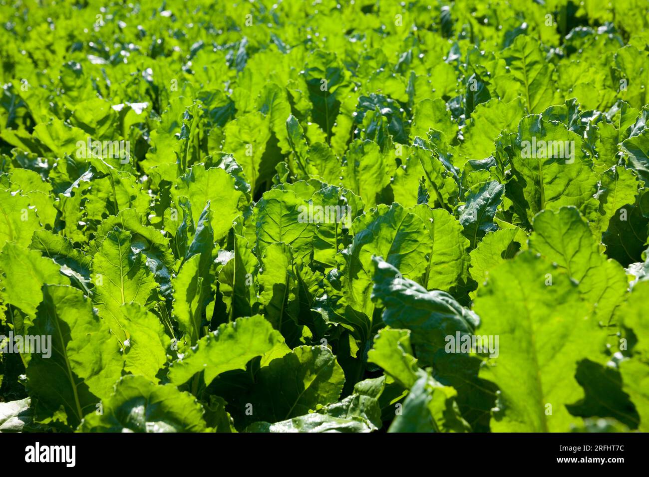 green beet for sugar production in the agricultural field, green parts ...