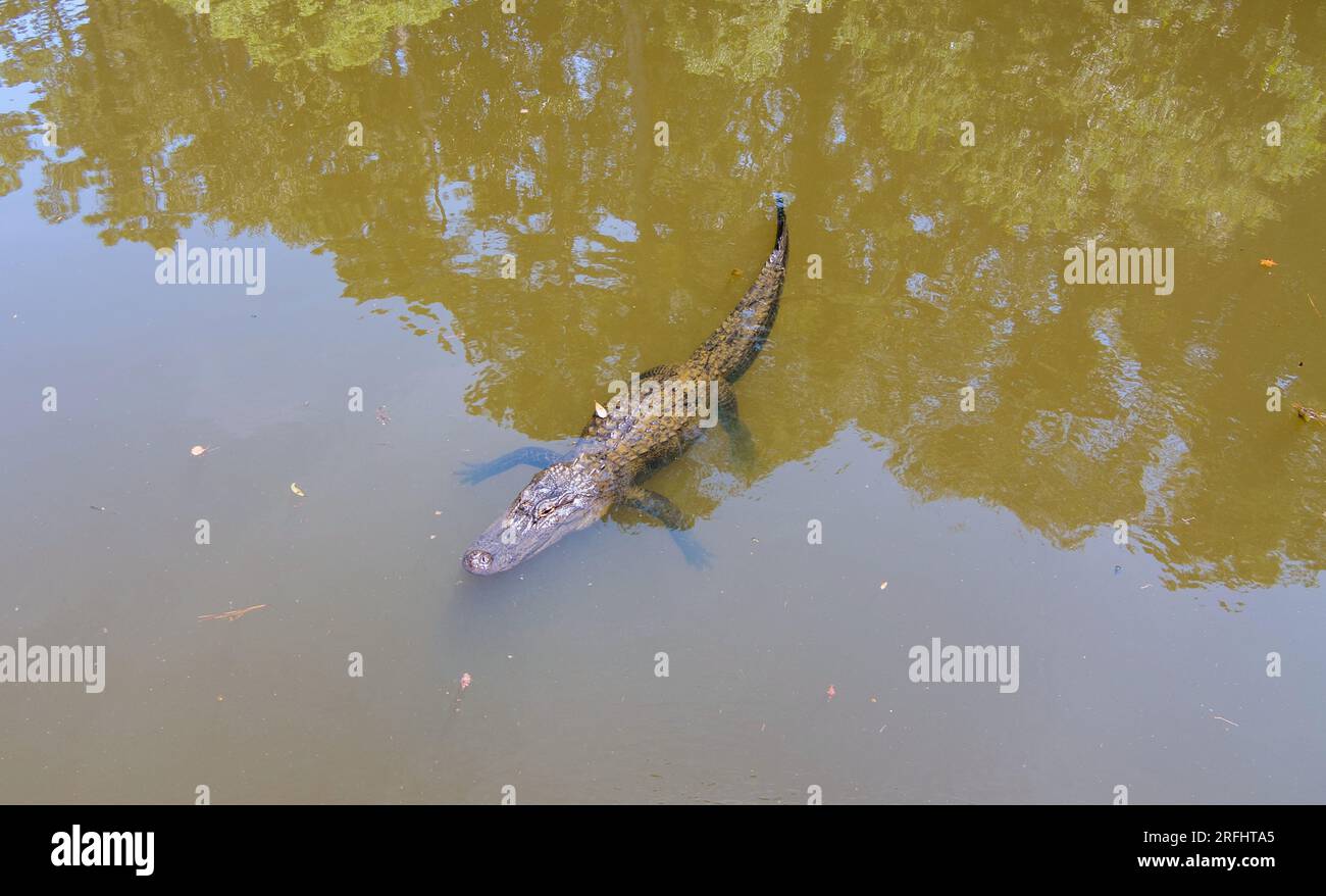 Aerial view of an adult American Alligator in Mobile Bay, Daphne ...