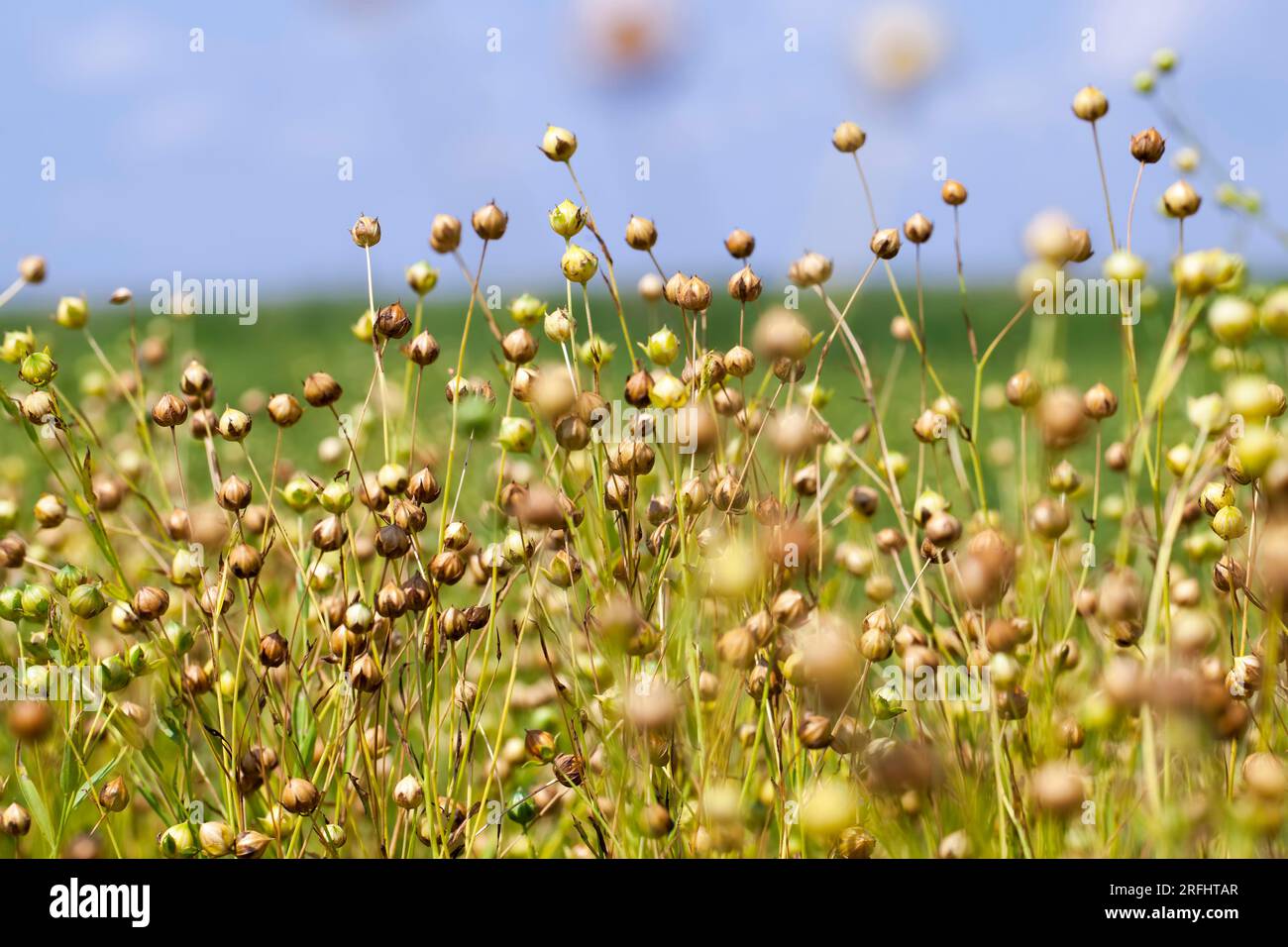 green flax ready for harvesting, an agricultural field where flax grows ...