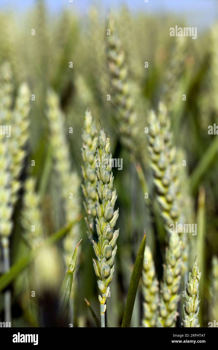 agricultural activity for growing rye, rye field with green immature ...