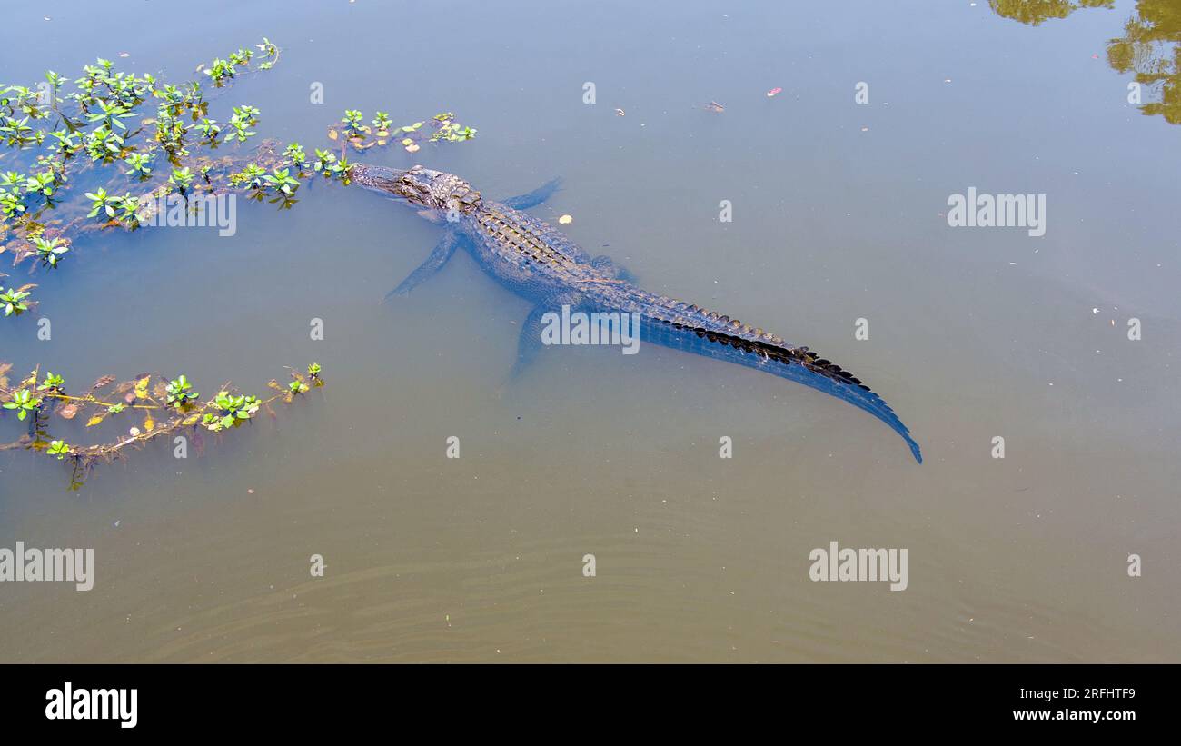 Aerial view of an adult American Alligator in Mobile Bay, Daphne ...