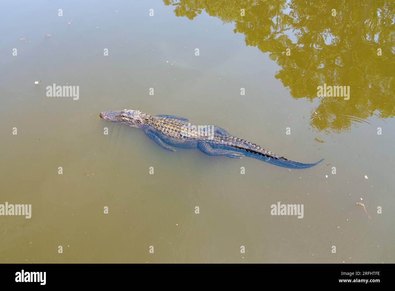 Aerial view of an adult American Alligator in Mobile Bay, Daphne ...