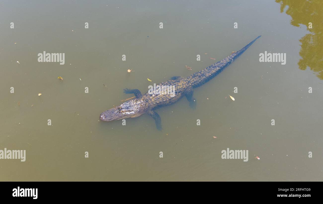 Aerial view of an adult American Alligator in Mobile Bay, Daphne ...